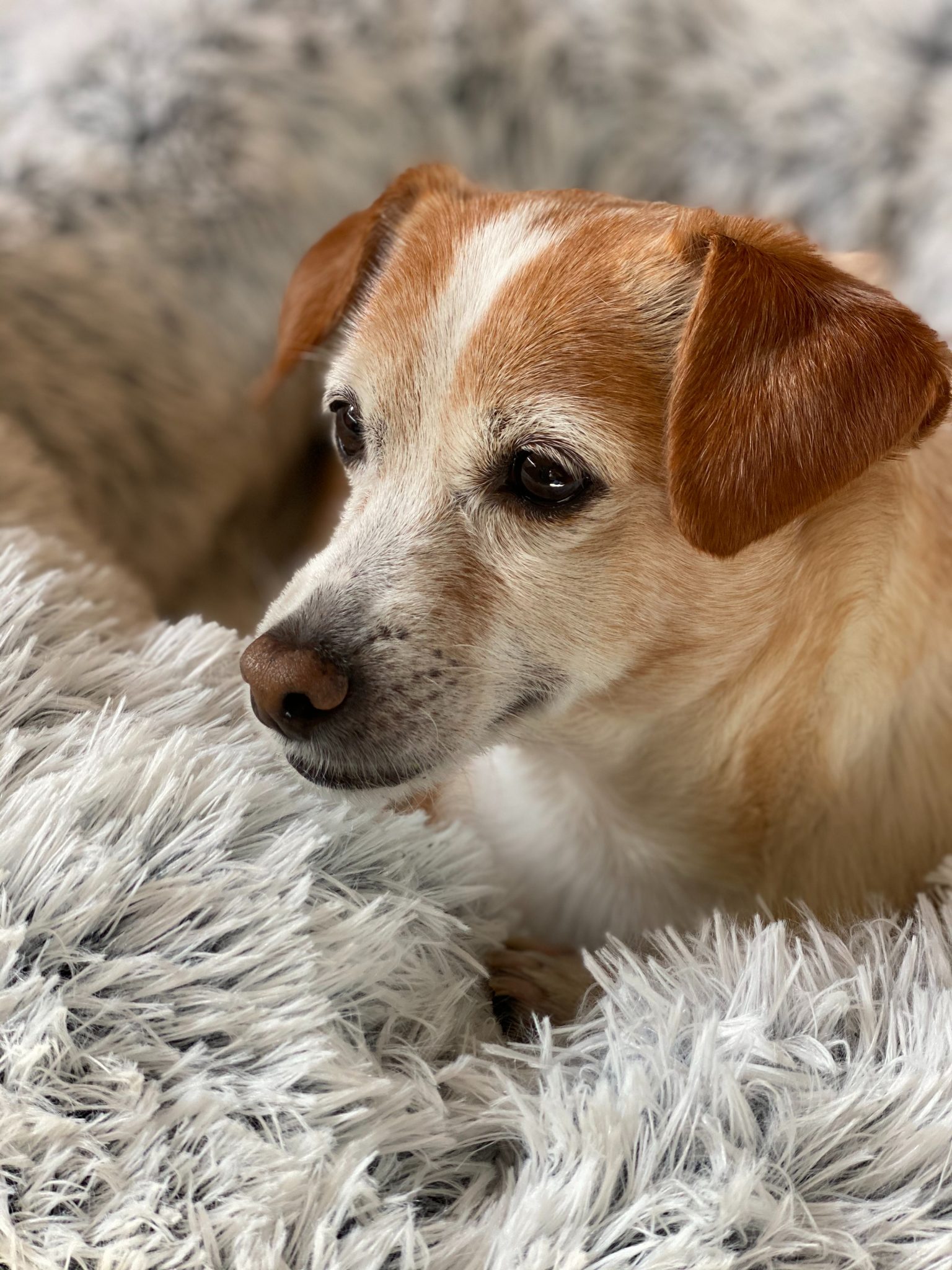 Hemangiosarcoma: Aggressive Cancer in Dogs - East Hill Animal Hospital