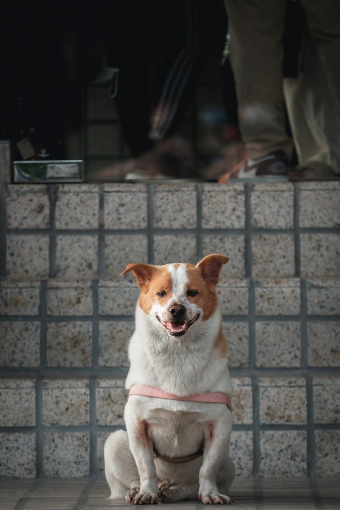 7 Surprising Ways To Help Your Pet Lose Weight (And Why It's Important ...